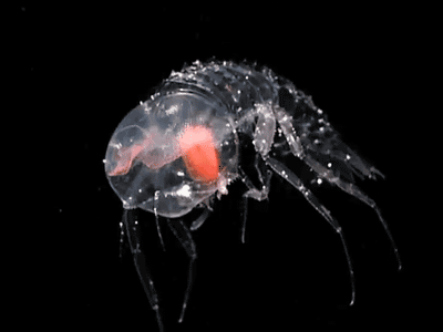 Deep sea animals mindwarp GIF - Find on GIFER