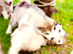 GIF puppies john john da don dogs playing - animated GIF on GIFER