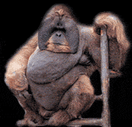 Monkey GIF - Find on GIFER