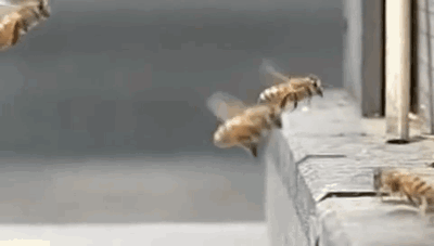 Bee slow motion collision GIF on GIFER - by Ironwing