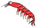 GIF shrimp - animated GIF on GIFER