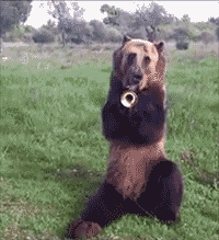 Bear pipe greedy GIF - Find on GIFER