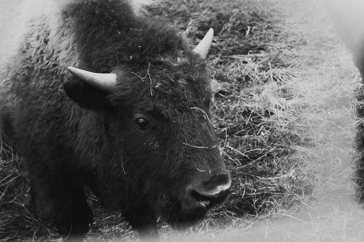 Bison GIF - Find on GIFER