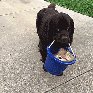 Part creatures animal GIF - Find on GIFER