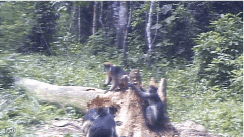 GIF prey - animated GIF on GIFER