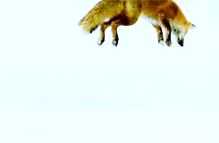 Fox snow hunting GIF - Find on GIFER