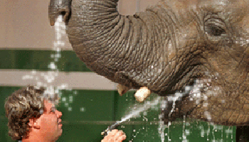 Lari GIF - Find on GIFER