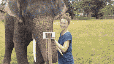 Elephant pandawhale sitepandawhalecom GIF - Find on GIFER