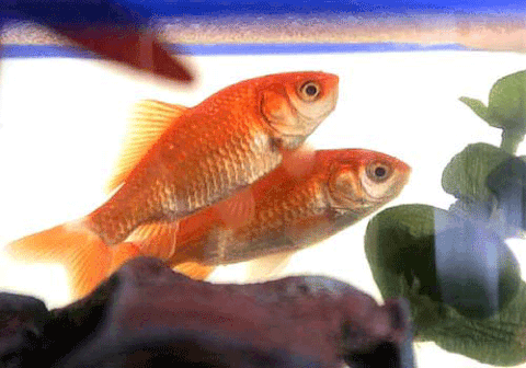 Goldfish GIF - Find on GIFER