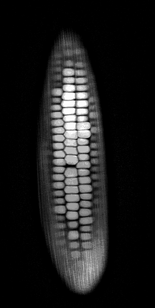 X ray suprtised silly GIF - Find on GIFER