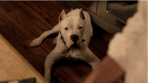 Gif De Tumblr De Dogo Dog Gif On Tumblr