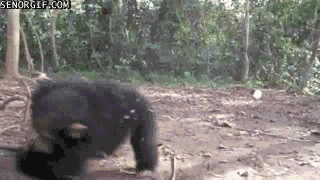 Dizzy chimp chimpanzee GIF - Find on GIFER