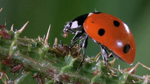GIF insect lady bug animals - animated GIF on GIFER