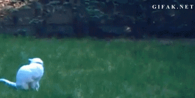 GIF yikes - animated GIF on GIFER