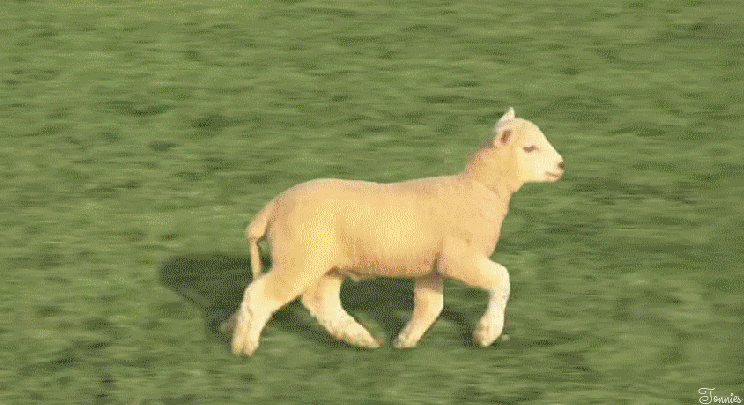 GIF sheep - animated GIF on GIFER
