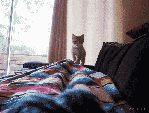 Animals pounce GIF - Find on GIFER