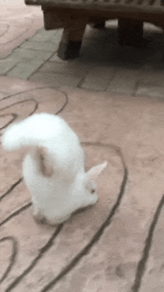 Conejito conejo GIF - Encontrar en GIFER