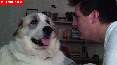 GIF perro site sonye3 - animated GIF on GIFER