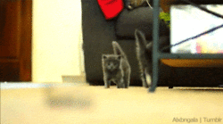 Page popular wiffle GIF - Find on GIFER