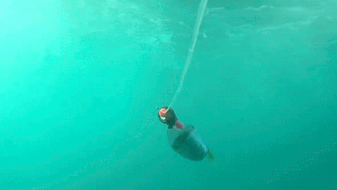 Fishing GIF - Find on GIFER
