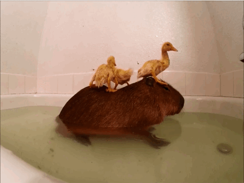 Ducklings GIF - Find on GIFER