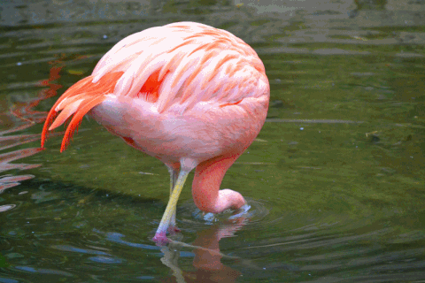 Flamingo GIF - Find on GIFER
