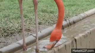 Flamingo GIF - Find on GIFER