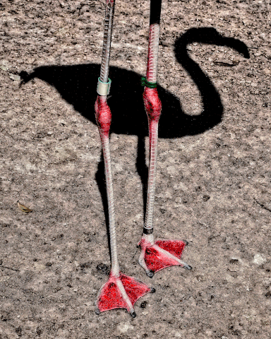 GIF flamingo - animated GIF on GIFER
