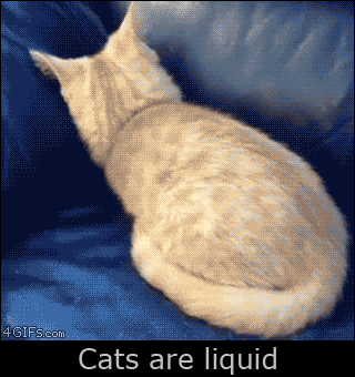 GIF cat liquid - animated GIF on GIFER