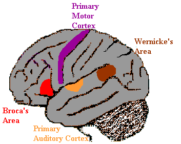 Neuroscience GIF - Find on GIFER