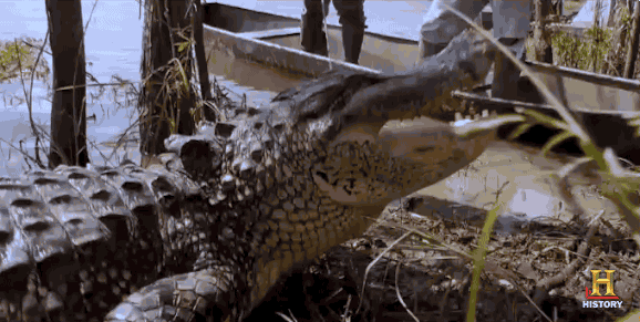 Scary alligator swamp people GIF - Find on GIFER