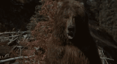 Bear GIF - Find on GIFER