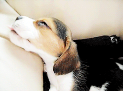 Beagle animals GIF - Find on GIFER