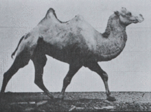 Camel GIF on GIFER - by Bari