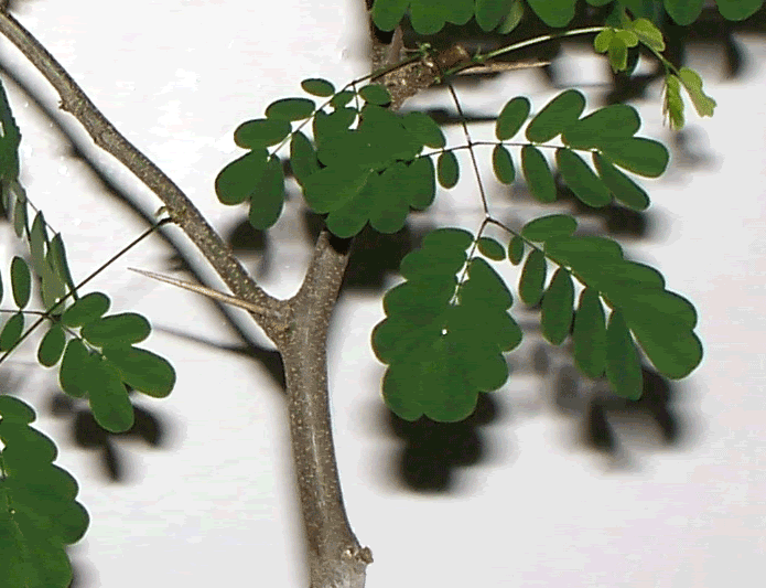 Tree GIF - Find on GIFER