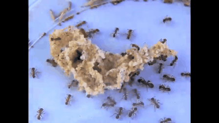 GIF ants - animated GIF on GIFER