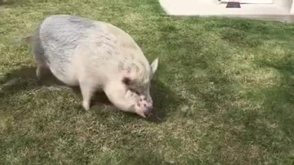 GIF atom - animated GIF on GIFER