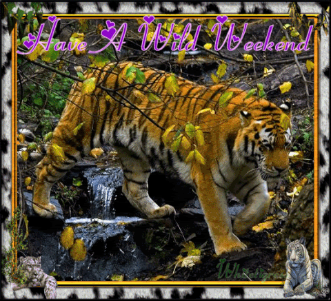 306 GIF - Find on GIFER