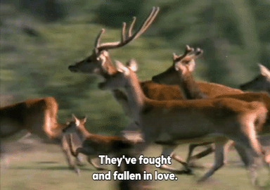 Animated Running Deer