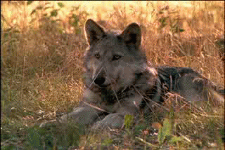 GIF ear - animated GIF on GIFER