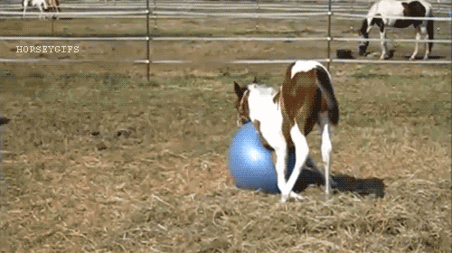 Horse horses GIF - Find on GIFER