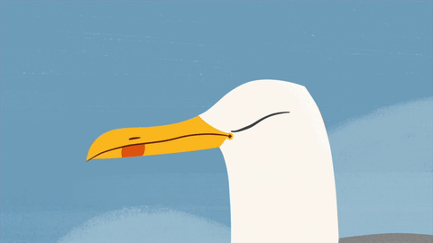 Seagull morning GIF - Find on GIFER