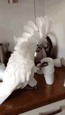 Cockatoo animals GIF - Find on GIFER
