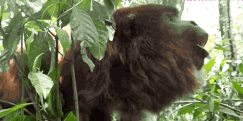 Monkeys GIF - Find on GIFER