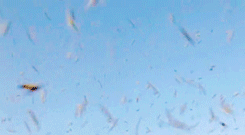 Candyman film GIF - Find on GIFER