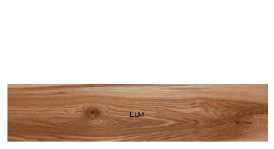 Elm GIF - Find on GIFER