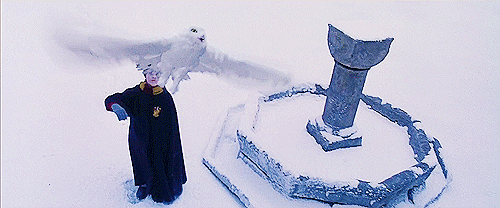 GIF hedwig harry potter harry - animated GIF on GIFER