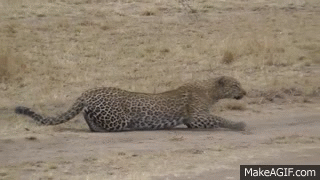 GIF hunts - animated GIF on GIFER