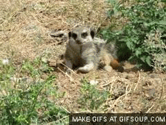 Gif De Suricata Con Ojos Saltones Meerkats En Sentry Prestaciones