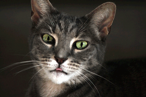 Close GIF - Find on GIFER